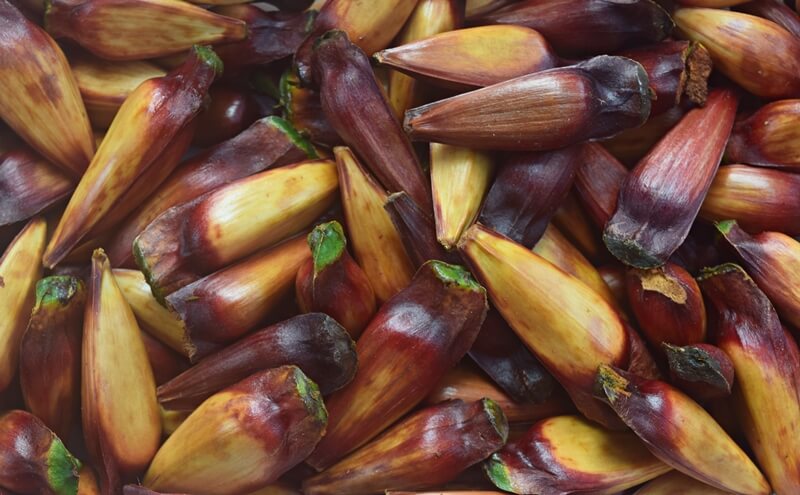 É época de Pinhão